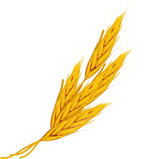밀 곡물 요소 필드 재료의 손으로 그린 황금 귀 식물 재료 원고 요소 광고 디자인 요소 Png 일러스트 및 Psd 이미지 무료 다운로드 Pngtree