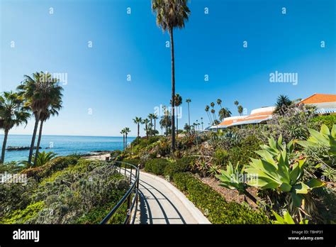Palm Trees By The Sea In Laguna Beach Orange County Southern