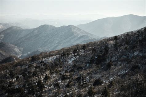 감기 강원도 겨울 겨울 동화나라 겨울철의 경치 경치가 좋은 계절 계절의 변화 고요한 광야 기후 나무 높이 눈 눈 덮인 나무 눈 덮인 산