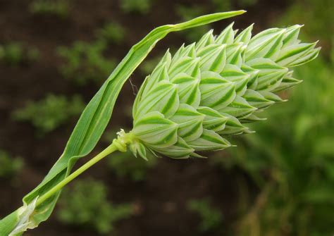 Phalaris canariensis - Изображение особи - Плантариум