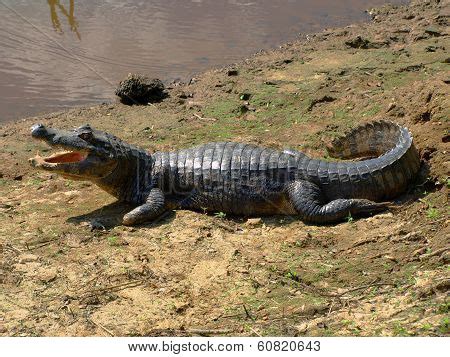 Aligator Image Photo Free Trial Bigstock