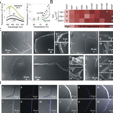 Fibrillar Cross β Aggregate Morphology Of Ail Binds Tht A Left Download Scientific Diagram
