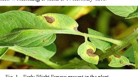 Figure 1 From Plant Pathogen Detection Using Different Machine Learning