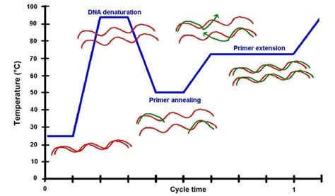 PCR simplified