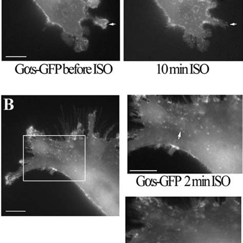 Quantification Of Gs Gfp Internalization Mcf 7 Expressing Gs Gfp Were