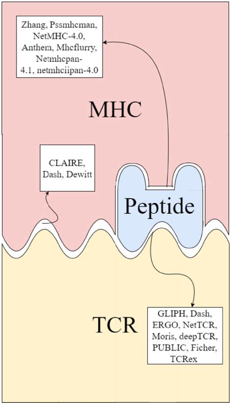 Figure 1 From Naive And Memory T Cells Tcrhla Binding Prediction
