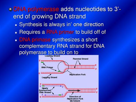 Dna Replication Ppt Download