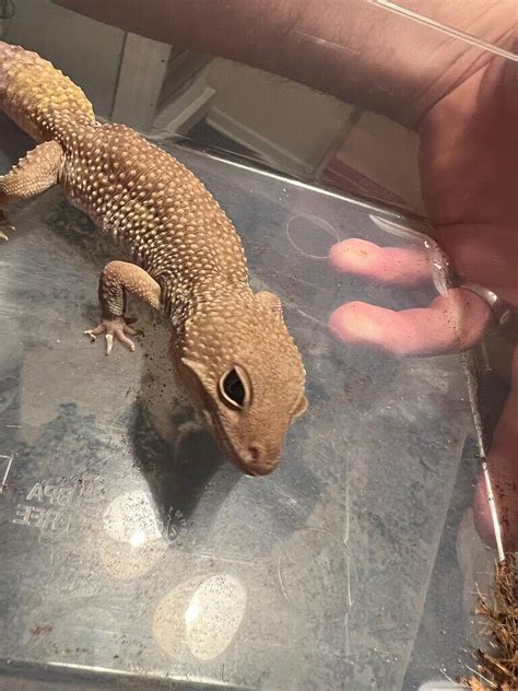 Leopard gecko morph identification - Geckos - MorphMarket Reptile Community