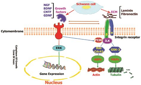 The Expression Of Extracellular Matrix Ecm Such As Laminin Integrin Download Scientific