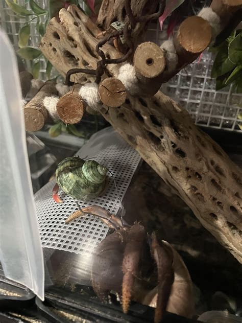 Biggest Hermit Crabs Rhermitcrabs