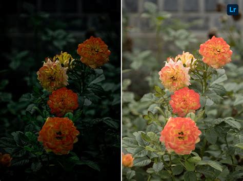 Rose Remix Photoshop Lightroom