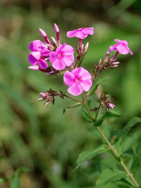Flower Flox Blizzard Wild Against A Backdrop Of Grass Stock Image