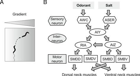 Keisuke Goda On Linkedin Neuronal Sensorimotor Integration Guiding