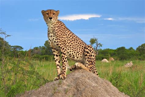 1 Day Mikumi Safari From Morogoro 2026 2027