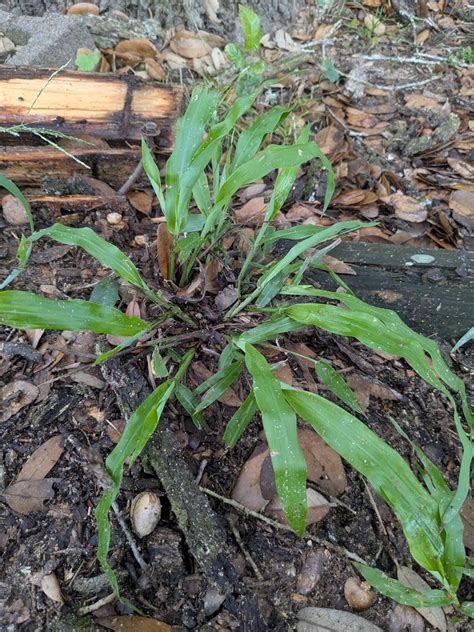 Rustyseed Paspalum From Lavaca County Tx Usa On June 14 2025 At 04