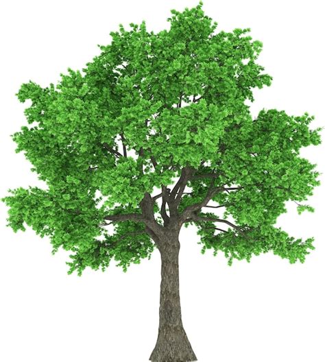 Mango Tree Premium Photo