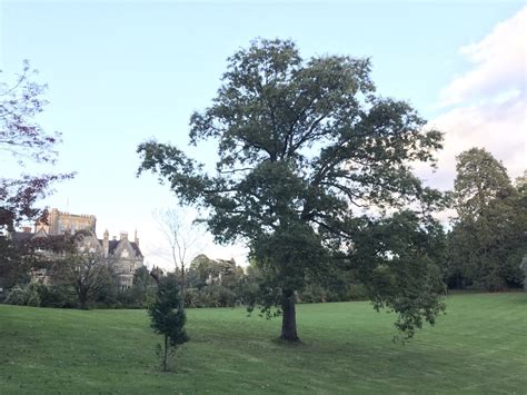 Quercus Variabilis Pan Global Plants