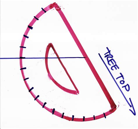Tree Height Calculation Project This Activity Will Chegg