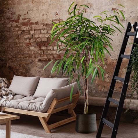 Ficus Alii Braid Plants For Sale