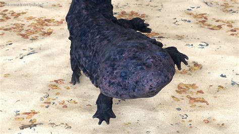 Andrias Davidianus Dark Rigged For Cinema 4d Model Turbosquid 2258249