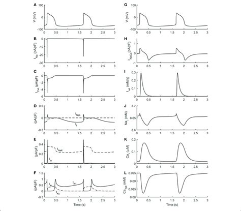 Simulated Spontaneous Action Potentials And Ionic Currents Ag