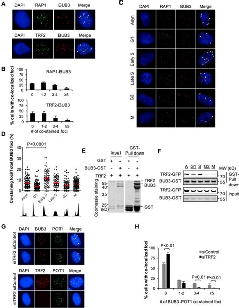 The Bub3 Bub1 Complex Promotes Telomere Dna Replication Pmc