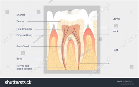 Tooth Anatomy Labeled Diagram Vector Design Stock Vector Royalty Free
