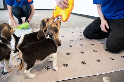 4000 Former Research Beagles Rescued From Virginia Breeding Facility