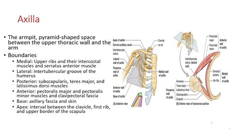 01 1 30 2021 Axilla Youtube