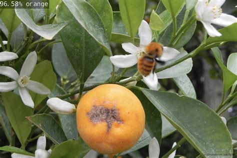 《hello Ai》jetson Nano构建jetson Inference（build From Source） 凌顺实验室