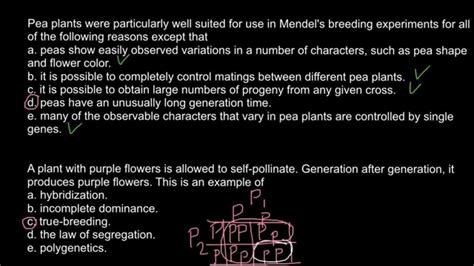 Definition Of True Breeding Plant YouTube