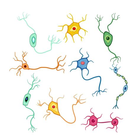 Neurons Set Cartoon Vector Illustration 35559205 Vector Art At Vecteezy