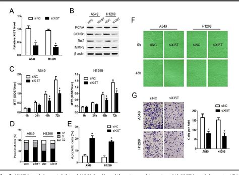 Figure 1 From The Long Non Coding Rna Xist Controls Non Small Cell Lung