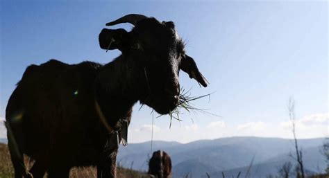 Portuguese Caught ‘in Flagrante Having Sex With Goat Portugal Resident