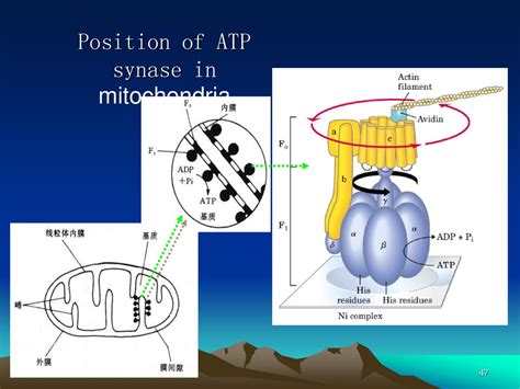 Chapter 4 Biological Oxidation Ppt Download