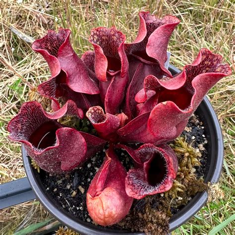 Pitcher Plant Seeds Carnivorous Plant Garden Seeds