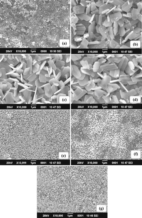 A G Scanning Electron Micrograph SEM Of The Different Phases Of Download Scientific