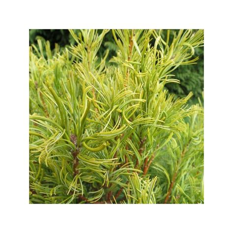 Pinus Strobus Tiny Curls À Lombre Des Figuiers