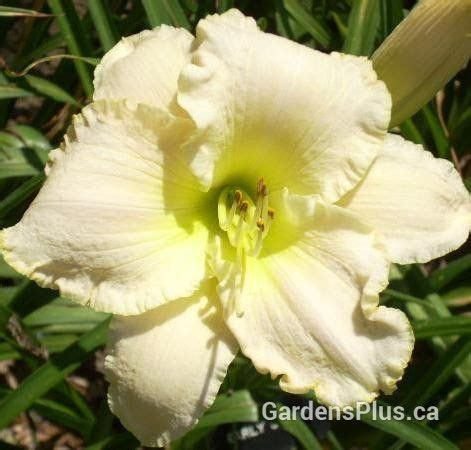 Early Snow Daylily Partial Shade Plants Daylilies Cold Climate