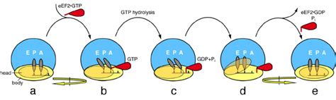Proposed Sequence Of Events During The Translocation Process Schematic