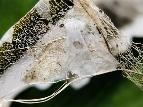 Closeup Of A Decomposing Leaf Decomposing Leaf Resulting In Leaf