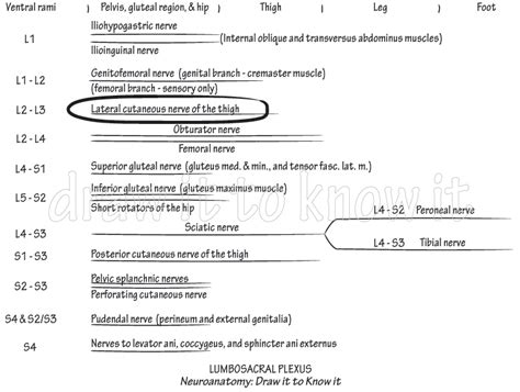 Cutaneous Nerves Of Thigh Radiculopathy Femoral Nerve Human Anatomy My Xxx Hot Girl