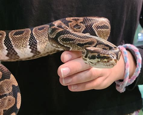 Python Regius Normal Ball Python Stromboli Years Old