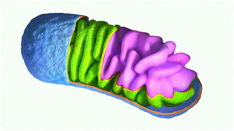Mitochondria Model Project