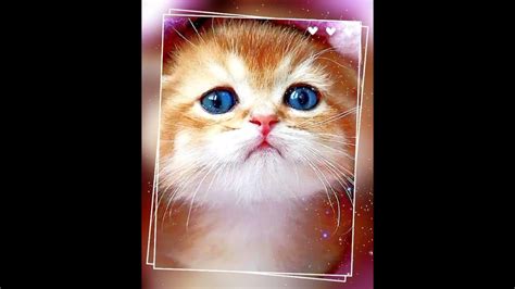 С ДНЁМ РОЖДЕНИЯ котики кошки приколы Youtube