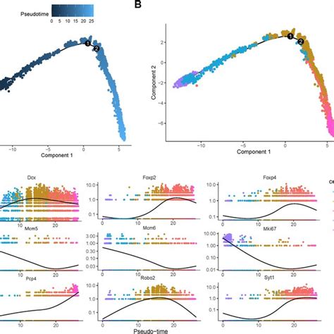 The Developmental Trajectory Of Neuronal Lineage Cells Was