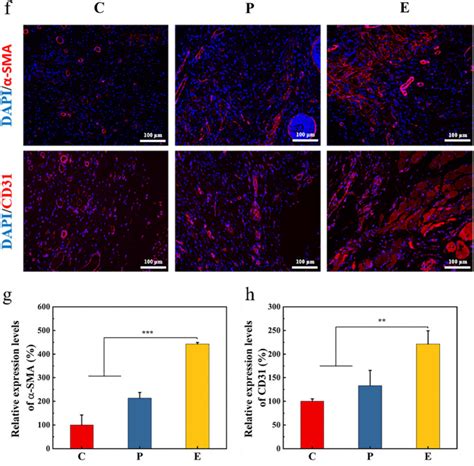 A Physicochemical Double Cross Linked Gelatin Hydrogel With Enhanced Antibacterial And Anti