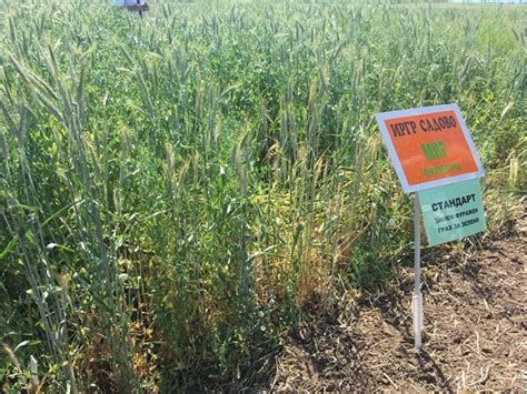 Сортове пшеница подходящи за капризите на климата Български Фермер