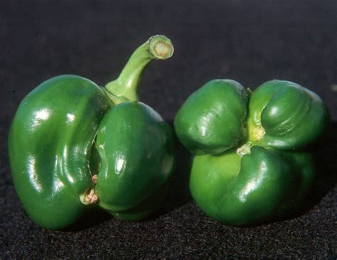 Managing The Lygus Bug In Greenhouse Crops Ontario Ca