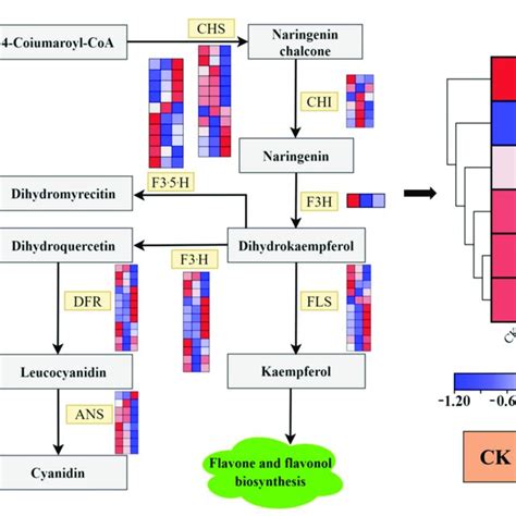 The Expression Of Genes In The Flavonoid Biosynthetic Pathways In The